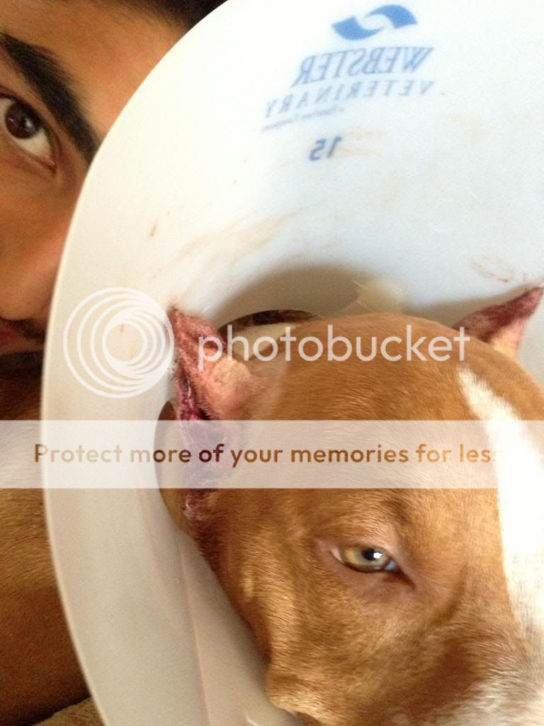 Ear crop gone Bad or Good? Needed advice! | Go Pitbull Forums