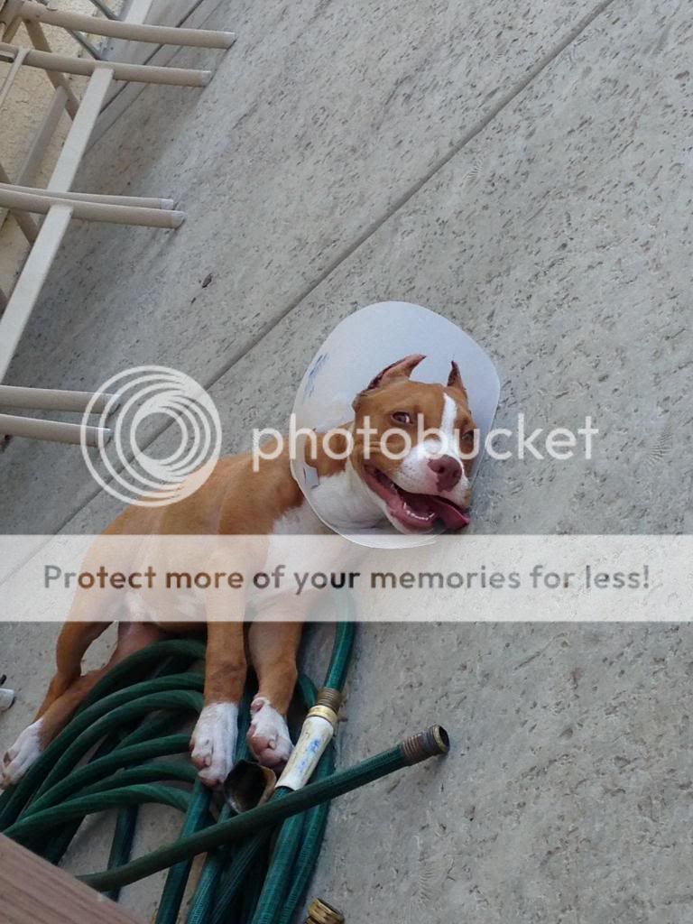 Ear crop gone Bad or Good? Needed advice! | Go Pitbull Forums