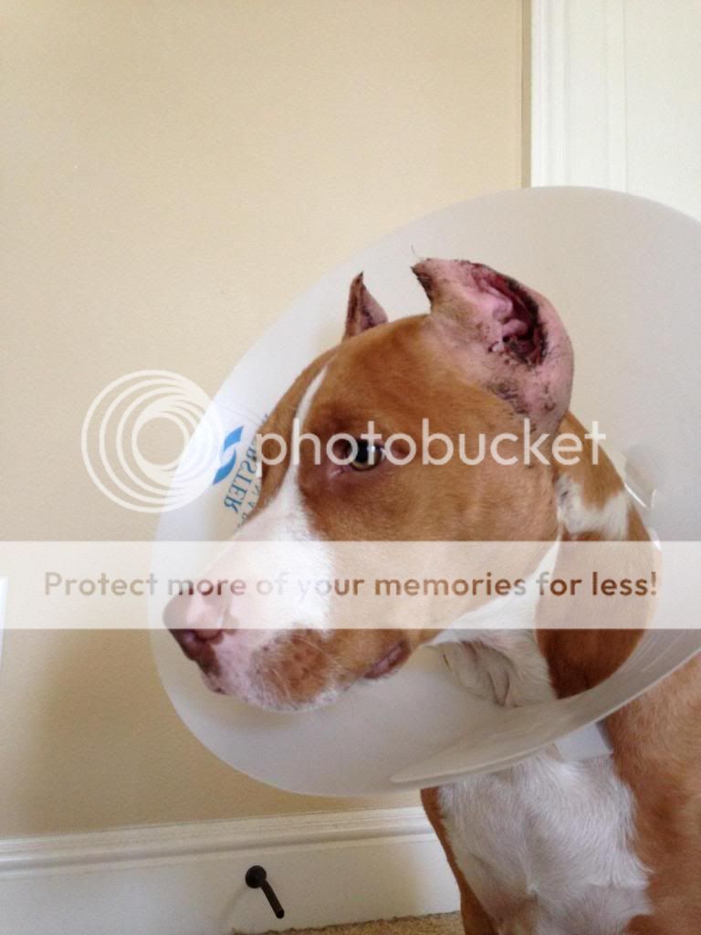 Ear crop gone Bad or Good? Needed advice! | Go Pitbull Forums