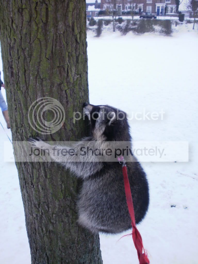 Hobo's First snow | Reptile Forums