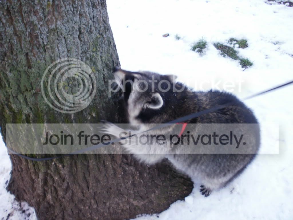 Hobo's First snow | Reptile Forums