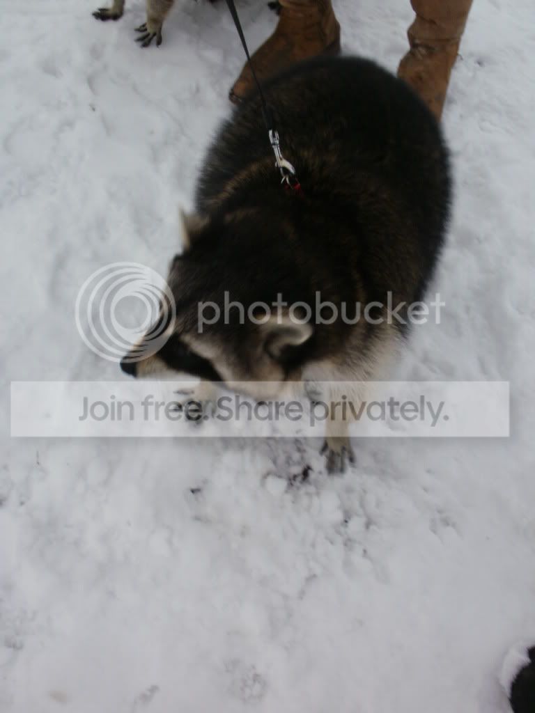 Hobo's First snow | Reptile Forums