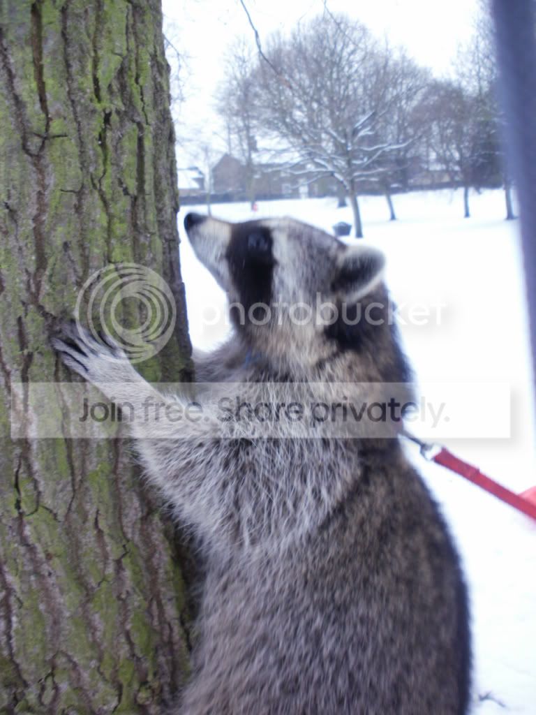 Hobo's First snow | Reptile Forums