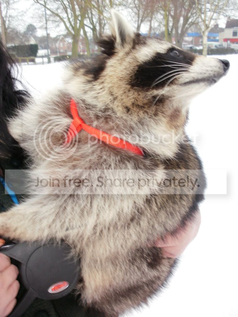 Hobo's First snow | Reptile Forums