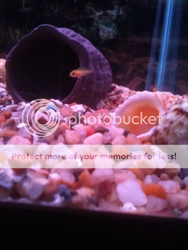 Lab spit now what? | Cichlid Fish Forum